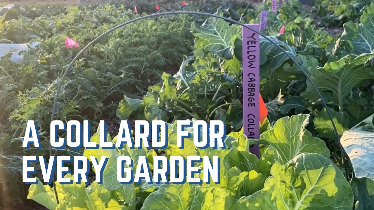 Exploring the Heirloom Collards Project – Videos – Mother Earth News